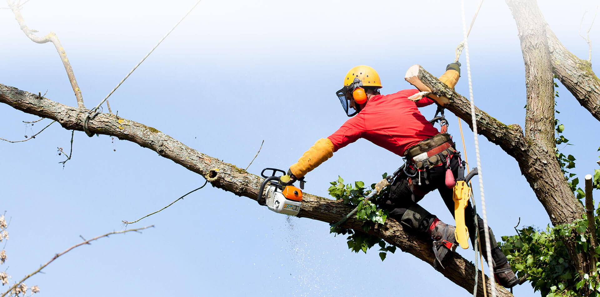Residential & Commercial Tree Removal Service Waterford MI | Top Tree ...